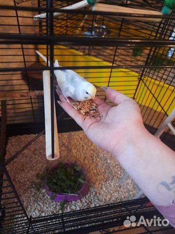 Ручной получех самец 5 месяцев