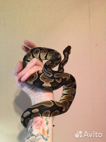 Змея, девочка