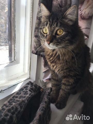 Красивый котик