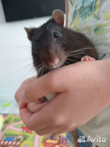 Продам крыску