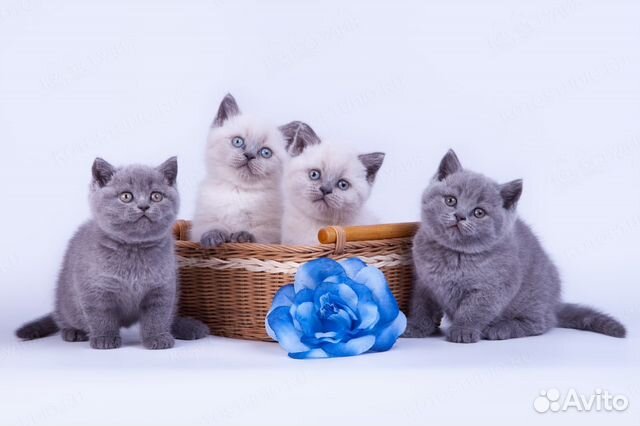 Британские котята