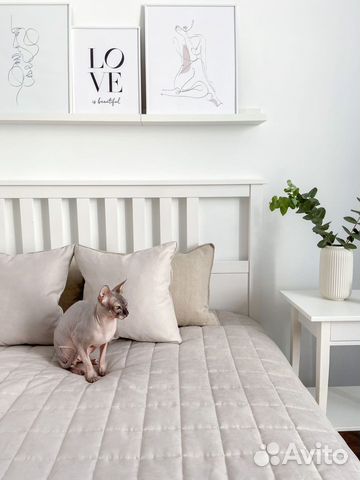 Кот. Донской сфинкс