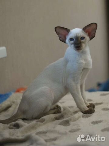 Ориентальные котята
