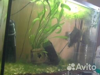Аквариум с тумбой бу в железногорске