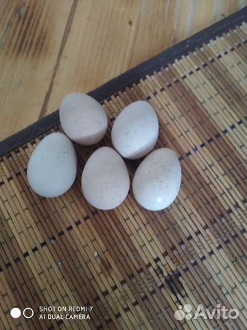 Инкубационное яйцо куропаток