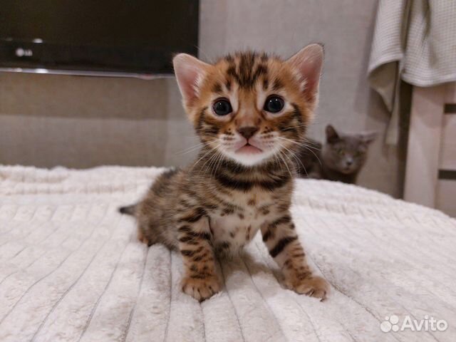 Бенгальские котята
