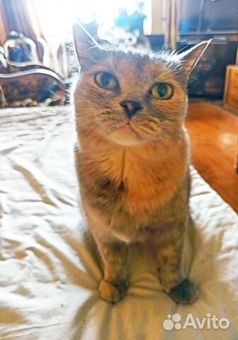 Кошечка (3года) ищет дом, потеряла хозяина