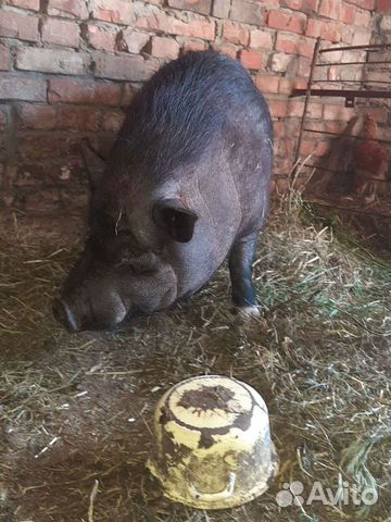 Хряк производитель 2 года