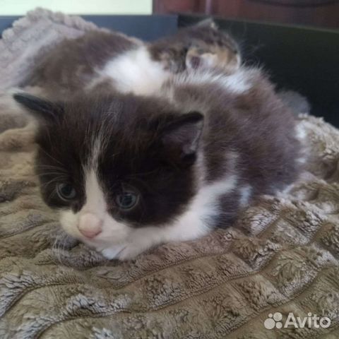 Кошка в дар бесплатно