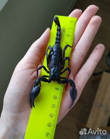 Heterometrus spinifer скорпион