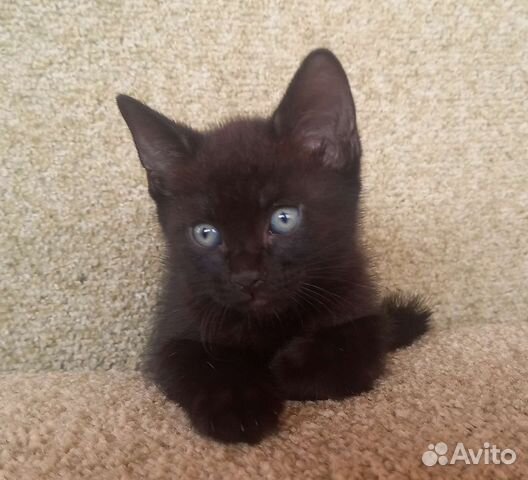 Котята в добрые руки бесплатно черный мальчик