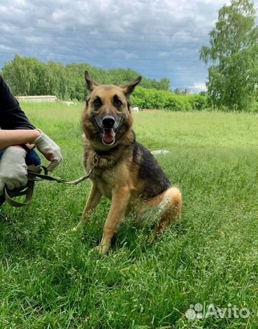 Бакс видел мир только через решетку