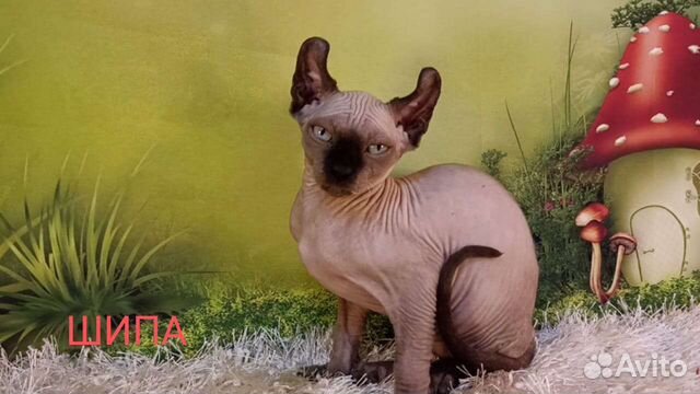 Канадский сфинкс котенок