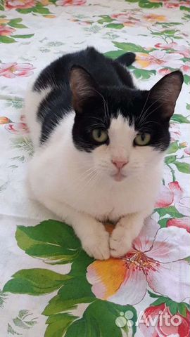 Кошки бесплатно