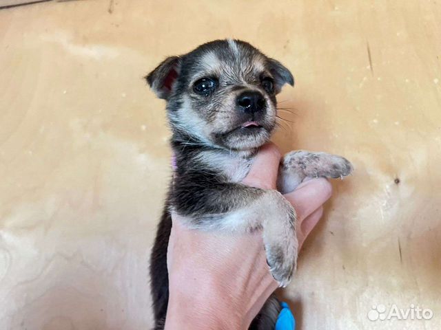 Щенок в добрые руки маленькой собаки