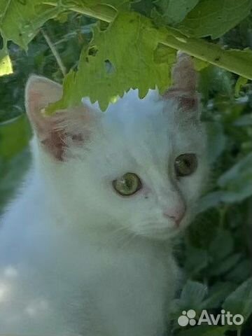 Беляночка в добрые руки