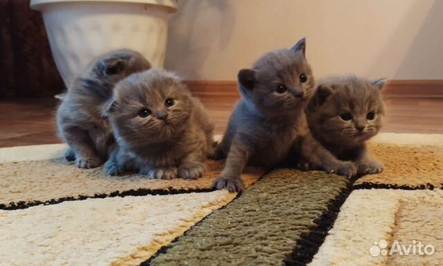 Британские котята