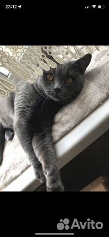 Британский кот на вязку бесплатно