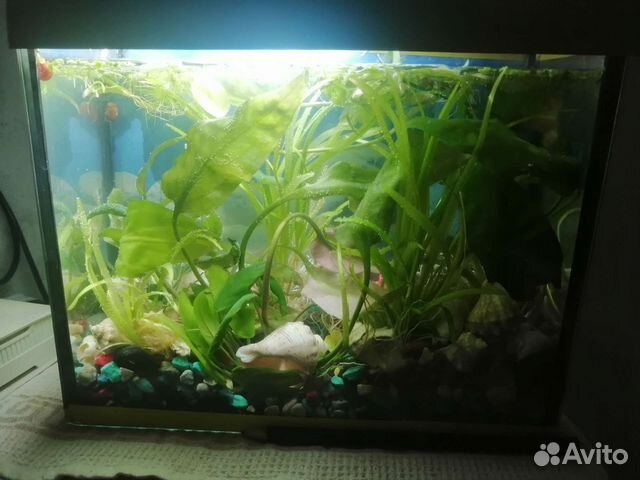 Трава в аквариум