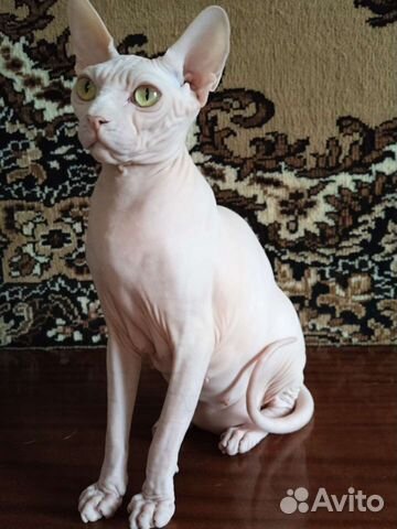 Канадский сфинкс