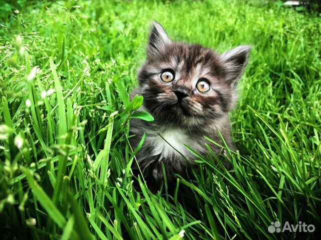 Котята