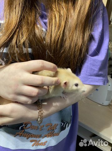 Крыски. Мальчики