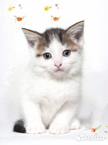 Котенок Глаша