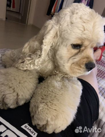 Американский кокер спаниель вязка