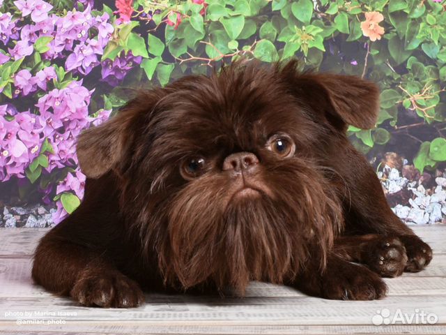 Шоколадный гриффон