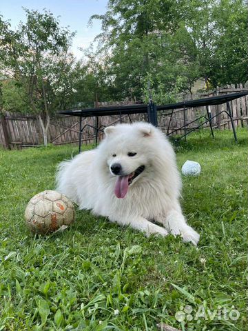 Самоедская лайка