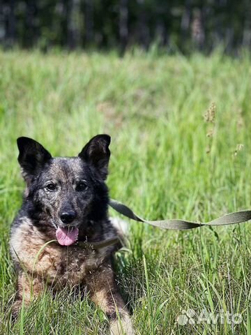 Взрослая собака уже давно в приюте