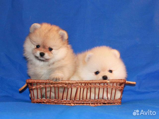 Малыши шпицули