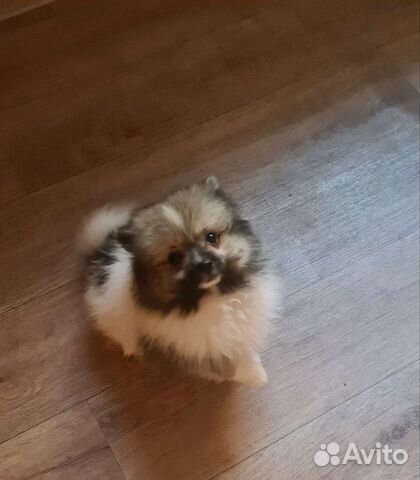 Мини красотка