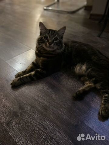 Продам Курильского бобтейла