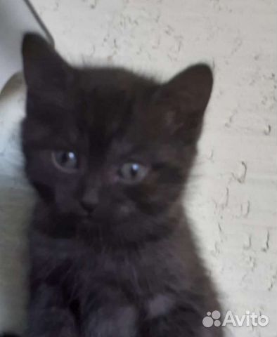 Очаровательная брюнетка