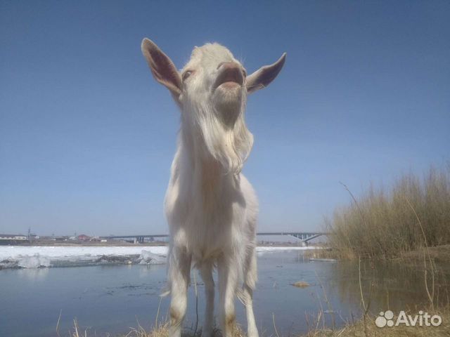 Козел зааненский