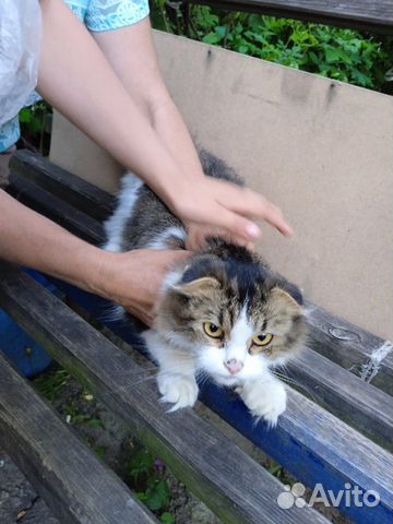 Кошки вислоухие бесплатно