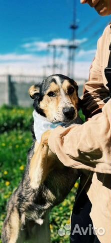 Собака долго не проживёт в приюте