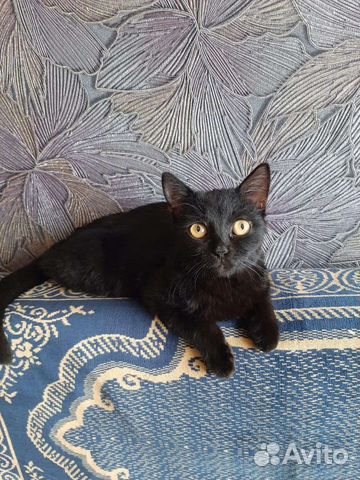 Чёрный котик