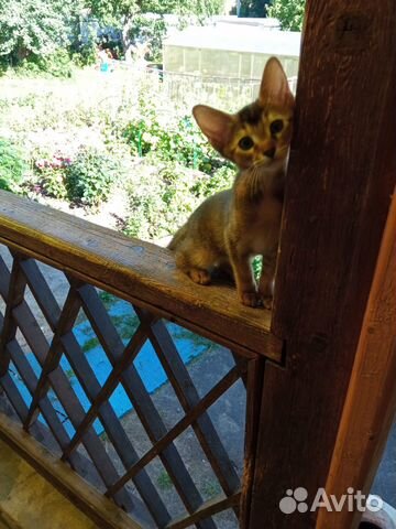 Кошечка