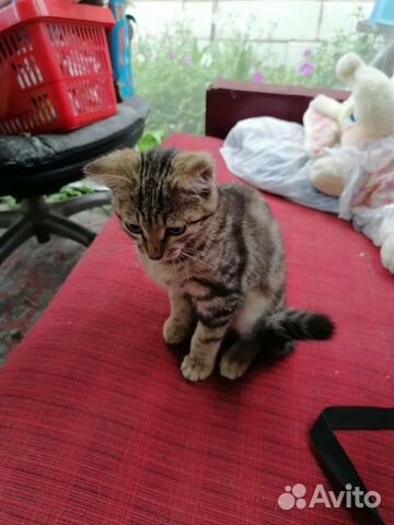 Кошка в дар