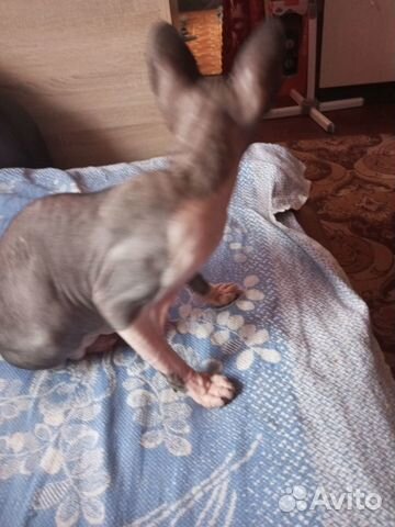 Канадский сфинкс котенок 3 мальчика