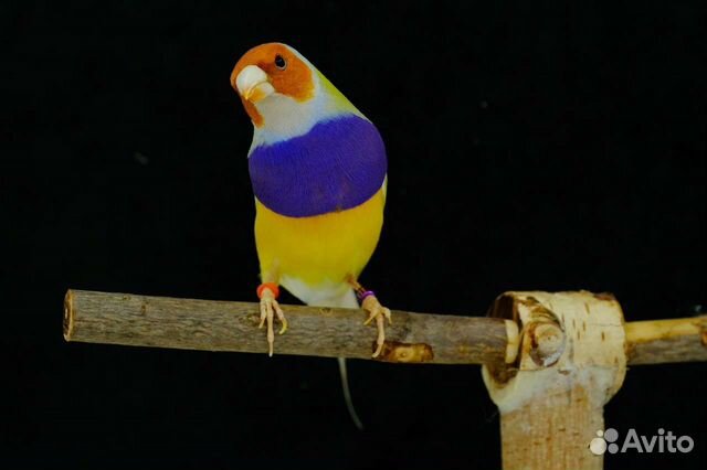 Амадины Гульда