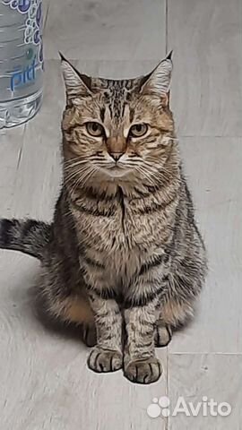 Кошки в добрые руки бесплатно
