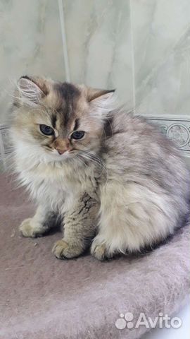 Британские котята