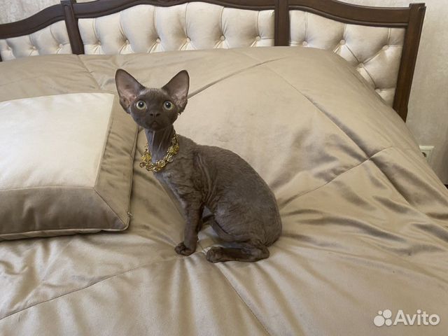 Девон-рекс шоколадная кошечка Мукалат