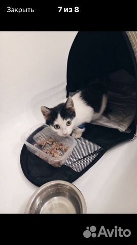 Котенок приносит удачу