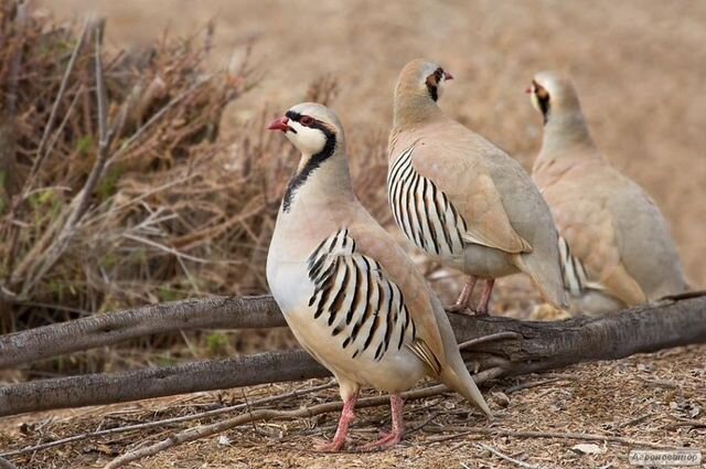 Инкубационное яйцо кекликов и руф