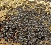 Пчелы (Пчёлосемьи) карпатской породы 2021 (рамки с