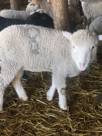 Бараны с ягнятами